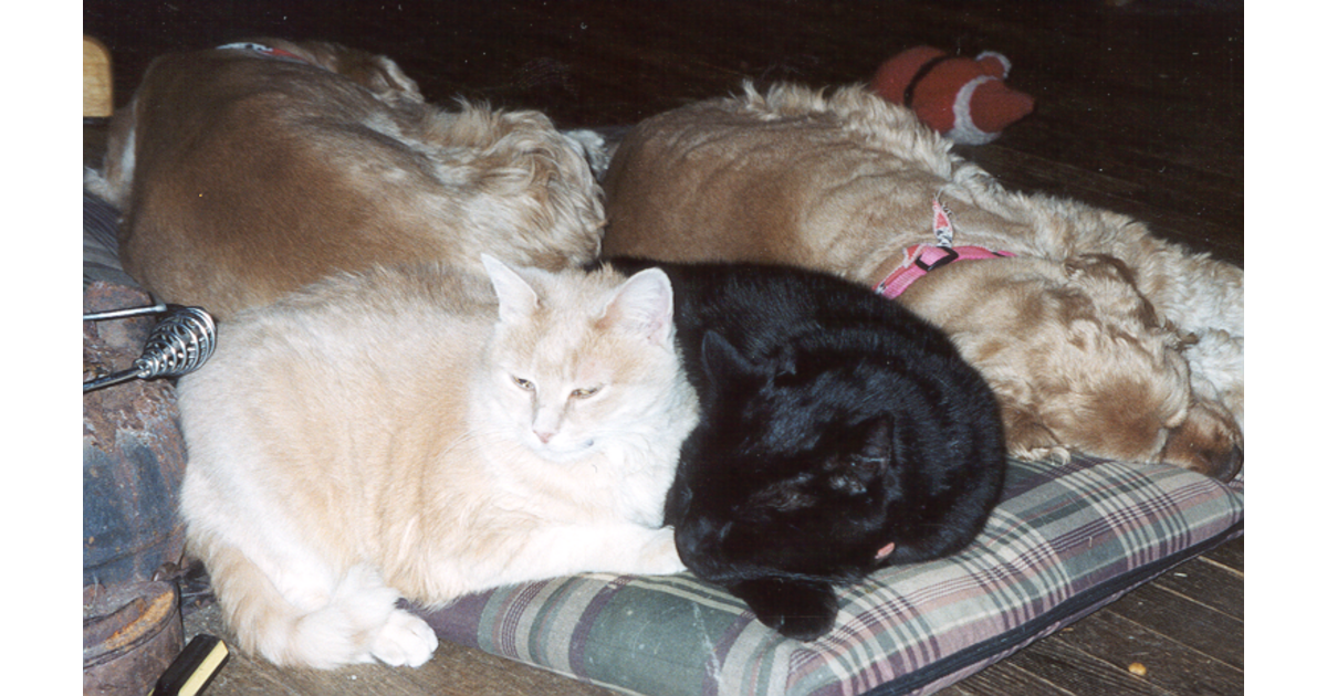 Vote for Beatrice and Hobo | Cutest Pet Contest