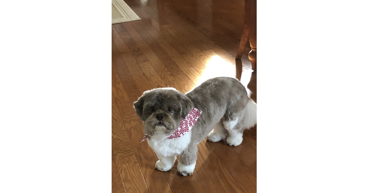 Vote for Bentley | Photos for Hope: Funding the future for NMDR dogs