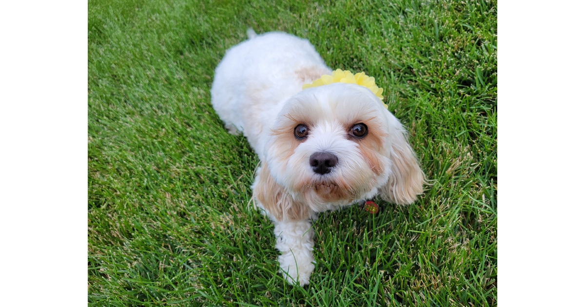 Vote for Winnie | Photos for Hope: Funding the future for NMDR dogs