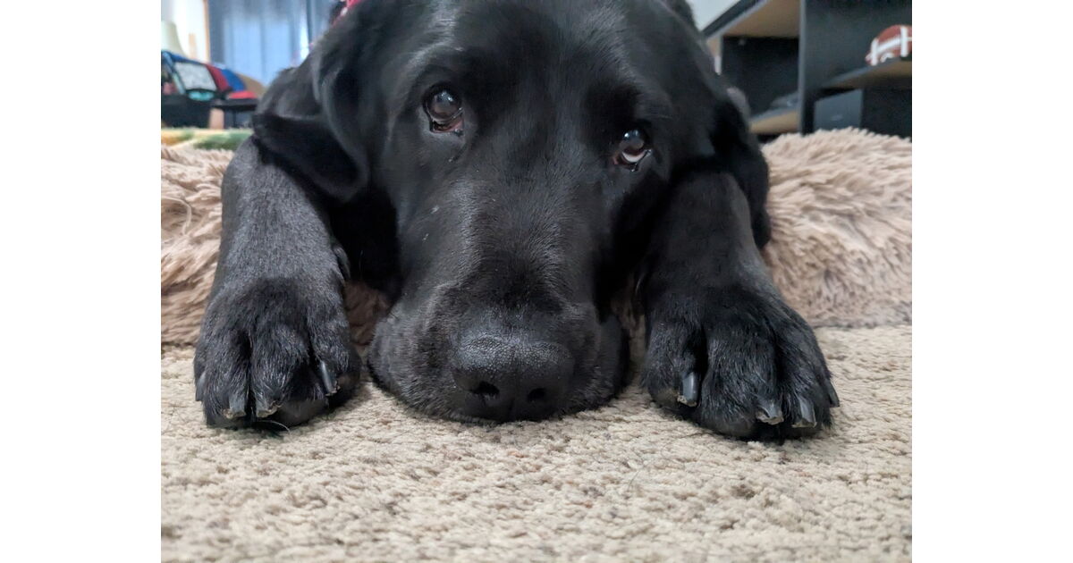 Vote for Kuzco | Best in Show: The DRHS Calendar Contest