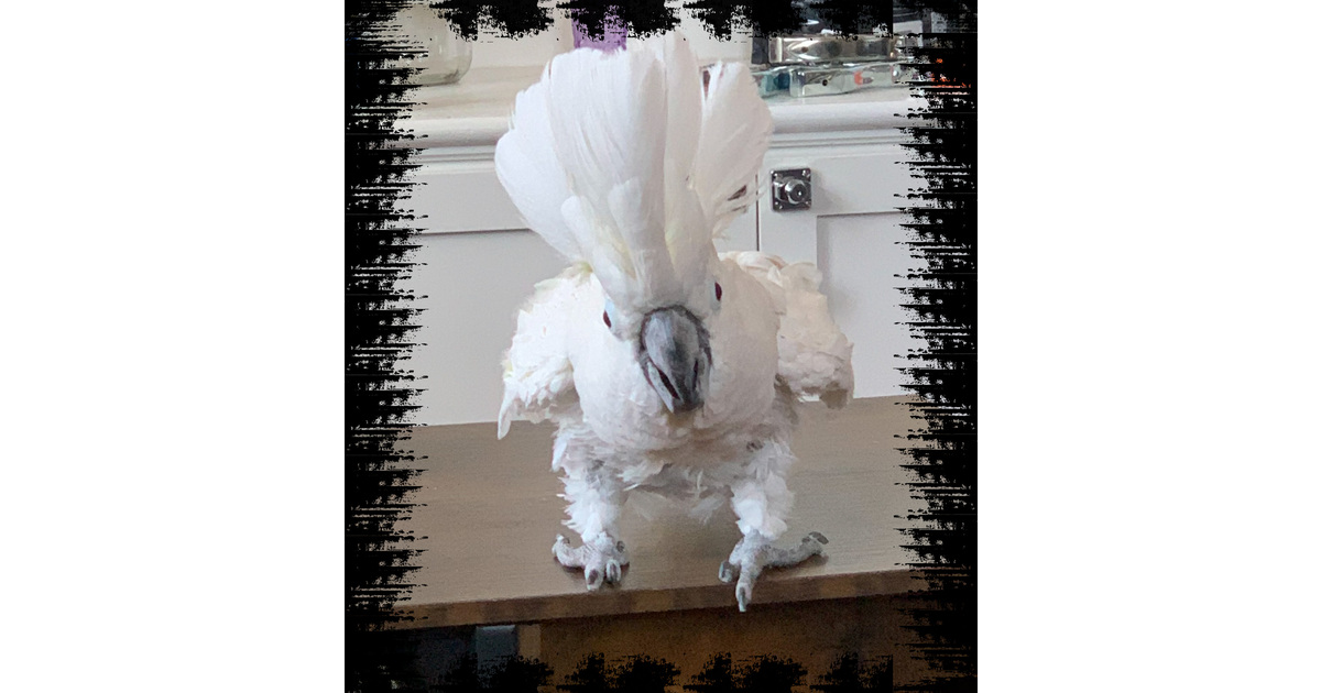 Vote for Oliver Bird | Woofs, Hooves and Whiskers Humane Society of ...