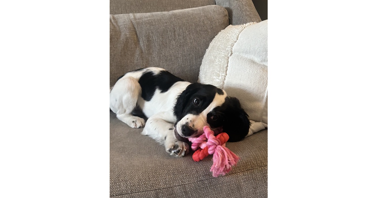 Vote for Dasher | Setter Star Search- 2026 Calendar Contest