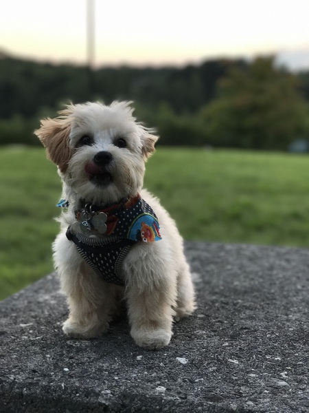Vote for Mambo | Coolest Dog In Columbus
