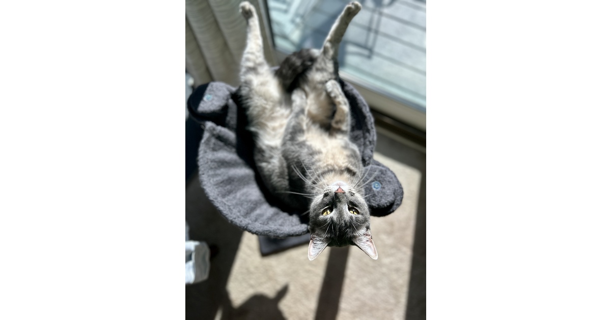 Vote for Slim Shady | Wizard of Paws Photo Contest