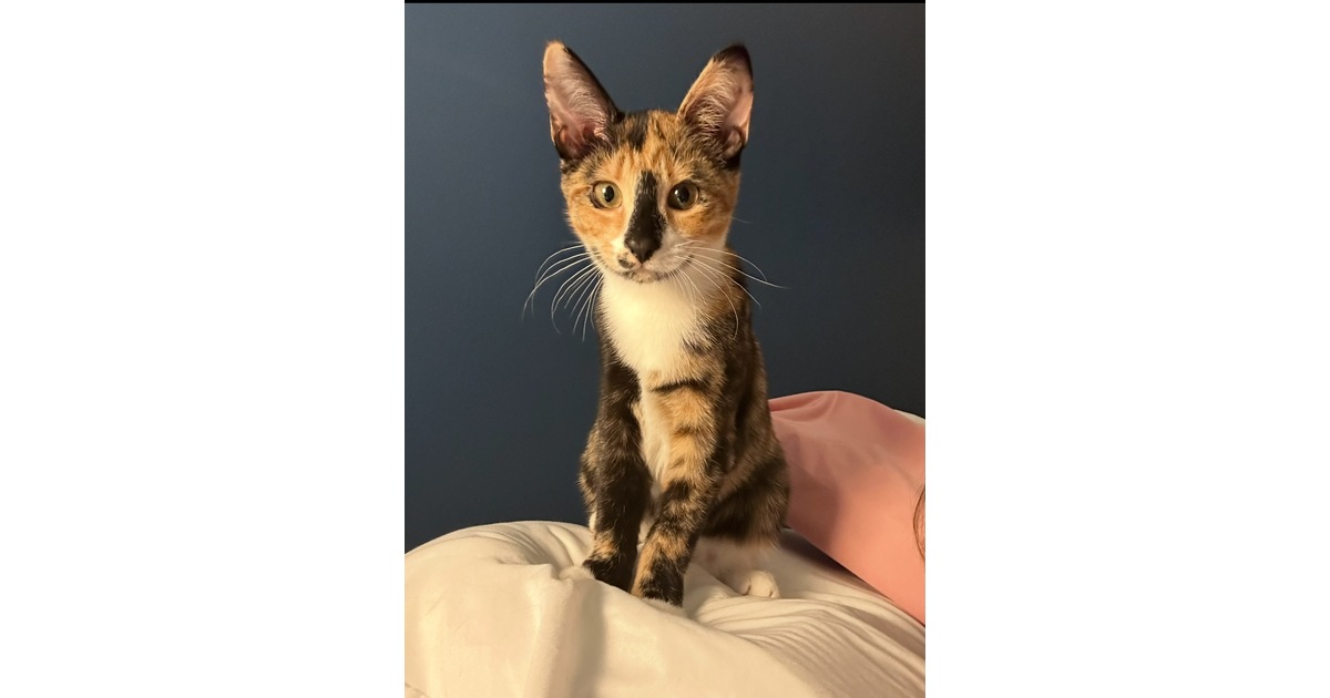 Vote for Bibi | Sit. Stay. Slay. — CASPCA’s 2026 Pet Calendar ...