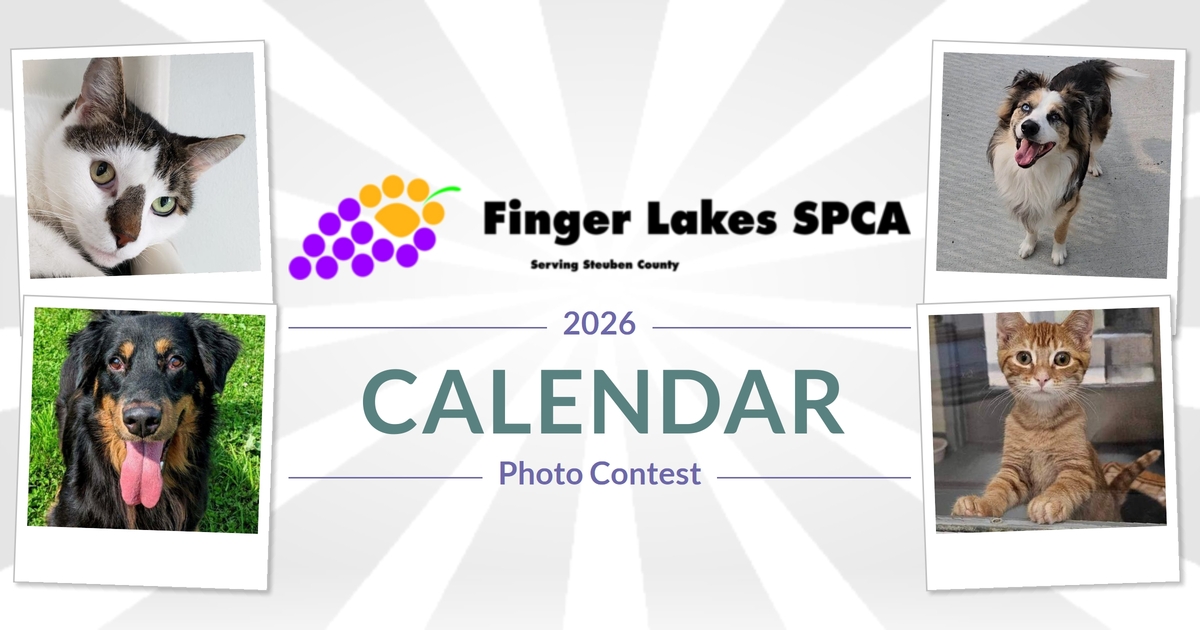 Finger Lakes SPCA, Inc | Top Paws FLSPCA 2026 Calendar Photo Contest