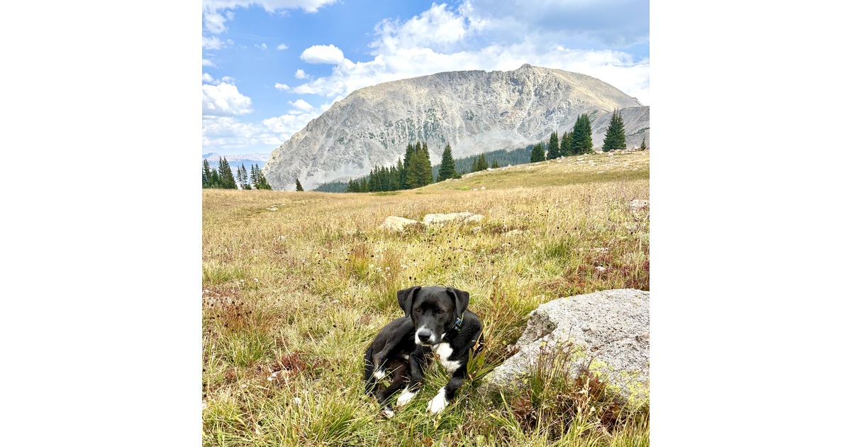 Vote for Louie | Wright-Way Rescue Stars 2026 Calendar Contest 📸🐶😽