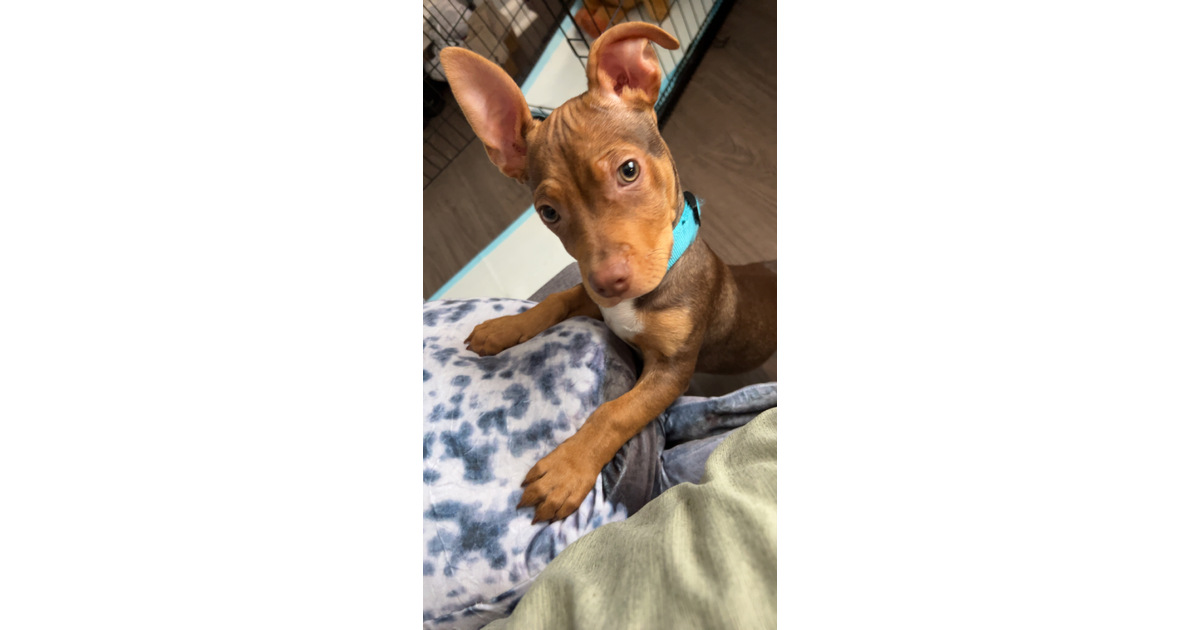 Vote for Louie | Wright-Way Rescue Stars 2026 Calendar Contest 📸🐶😽