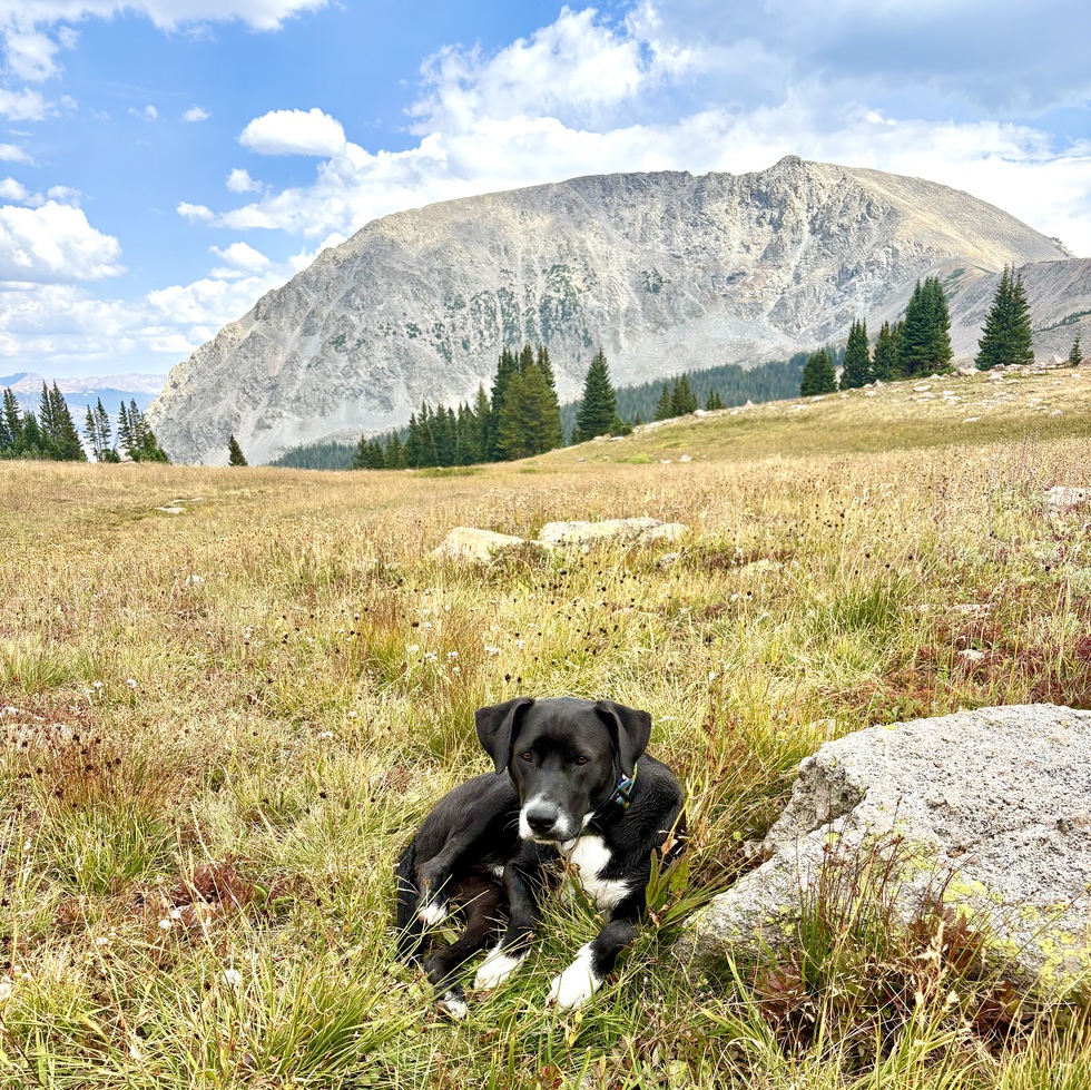 Vote for Louie | Wright-Way Rescue Stars 2026 Calendar Contest 📸🐶😽
