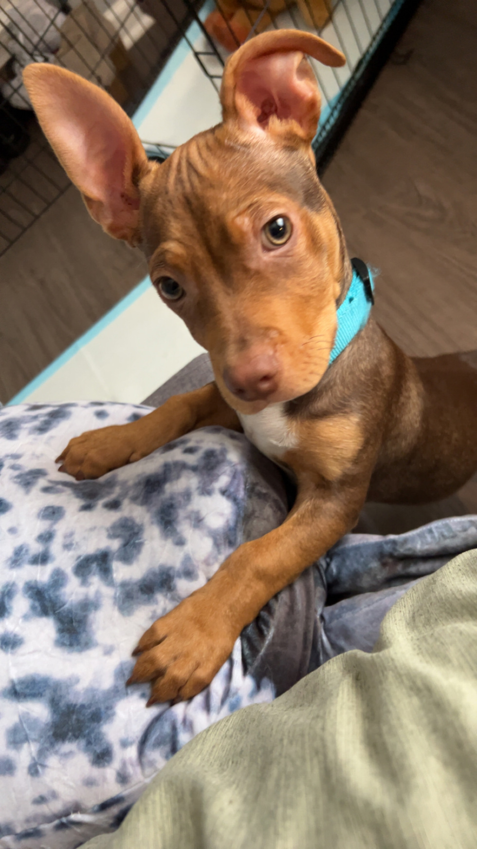 Vote for Louie | Wright-Way Rescue Stars 2026 Calendar Contest 📸🐶😽