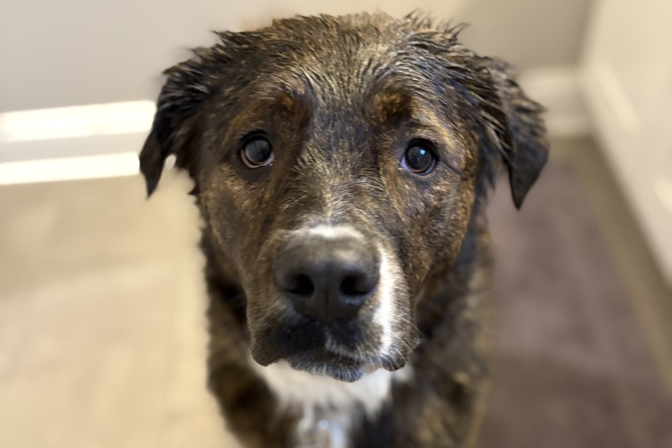 Vote for Rocco | Wright-Way Rescue Stars 2026 Calendar Contest 📸🐶😽