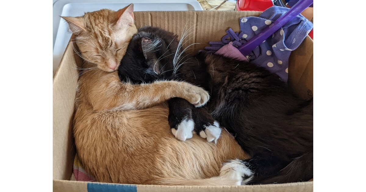 Vote for Chidi and Tunie | 2026 Kitty Photo Calendar Contest
