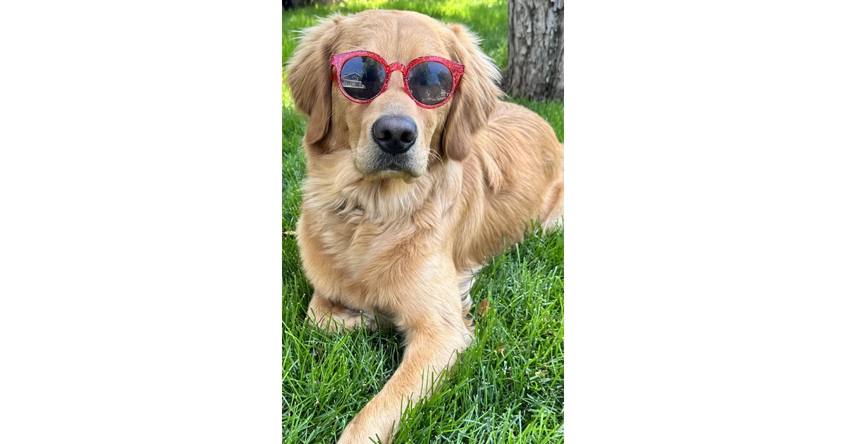 Vote for Auggie Doggy | Bark for a Cure! 2025 Pet Photo Contest