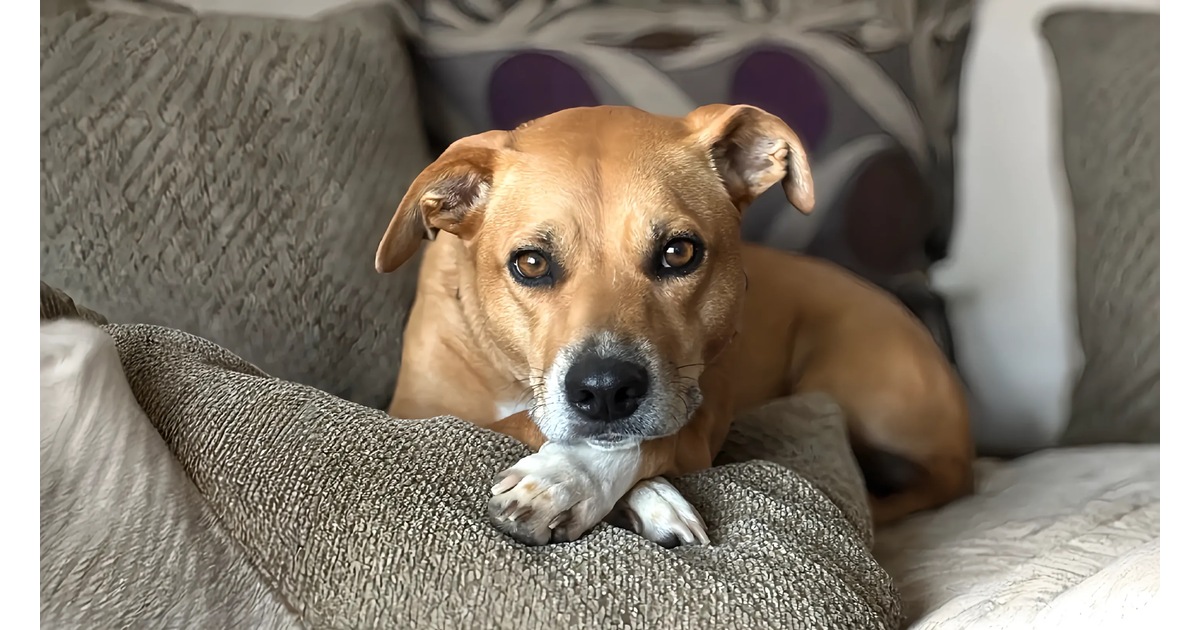 Vote for Phoebe | 2026 Charlie's Crusaders Captured Cuteness Calendar ...
