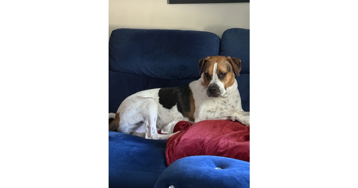 Vote for Chief | 2026 Charlie's Crusaders Captured Cuteness Calendar ...