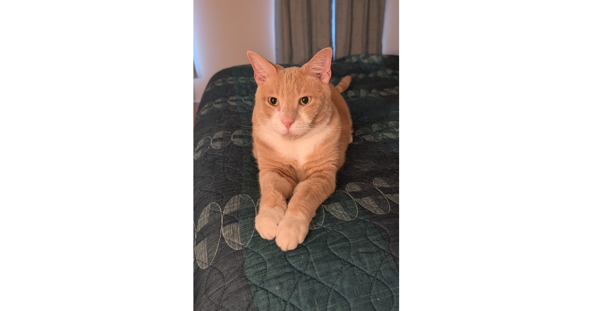 Vote for Cheeto | Cutest Pet Photo Contest
