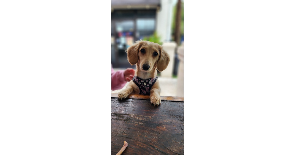 Vote for Piper | 2026 MCAAC Pet Calendar Photo Contest