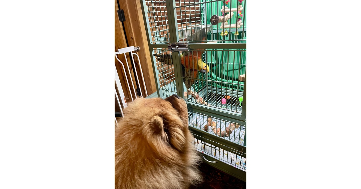 Vote for Piper | Chow Calendar Fundraiser