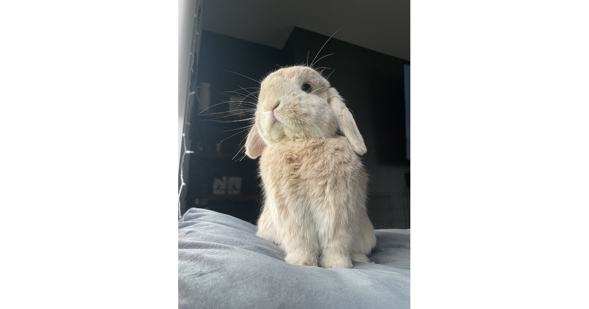 Vote for Bom | 2026 Bunanza Rabbit Rescue Calendar