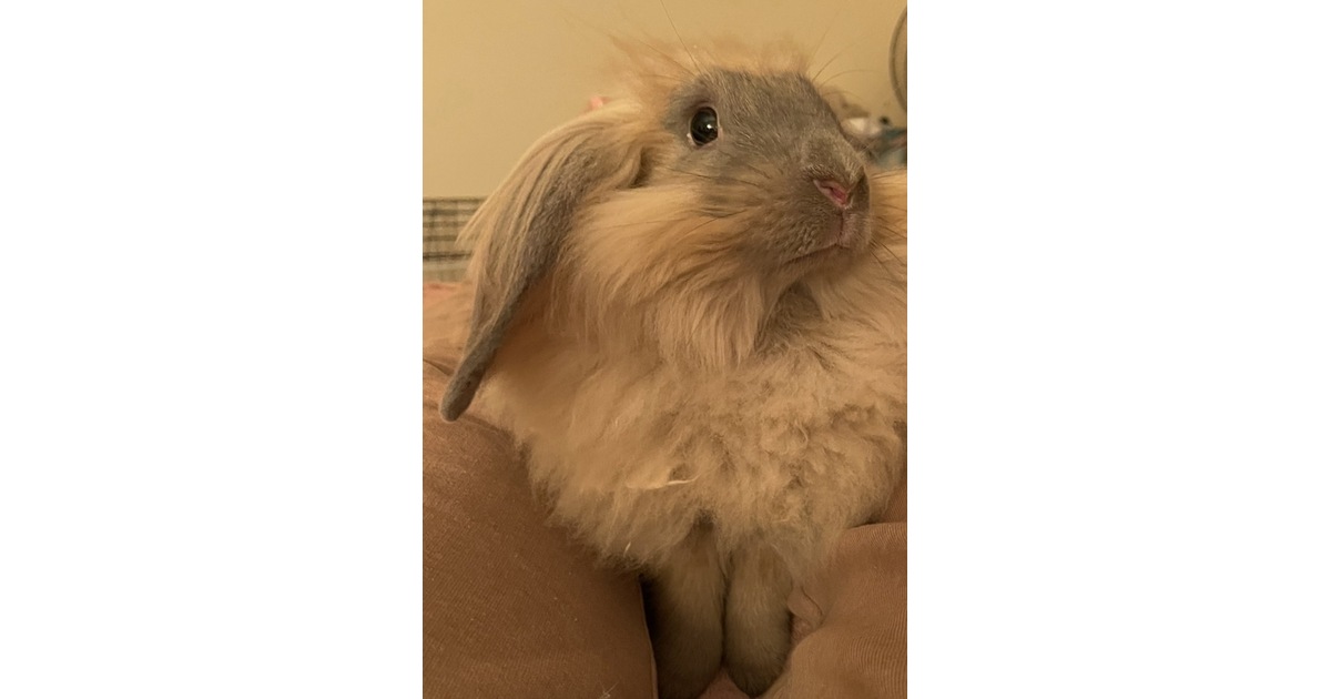 Vote for Pom Pom | 2026 Bunanza Rabbit Rescue Calendar