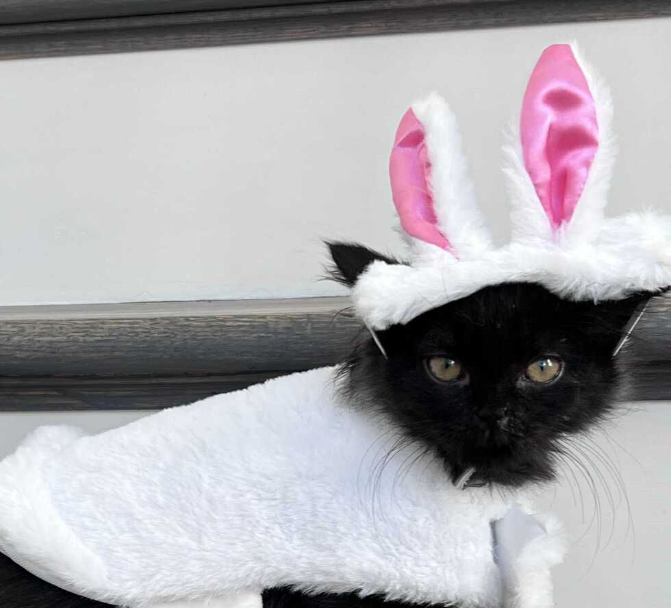 Vote for Booger Bunny | MPR AVL’s Too Cute to Spook Photo Contest