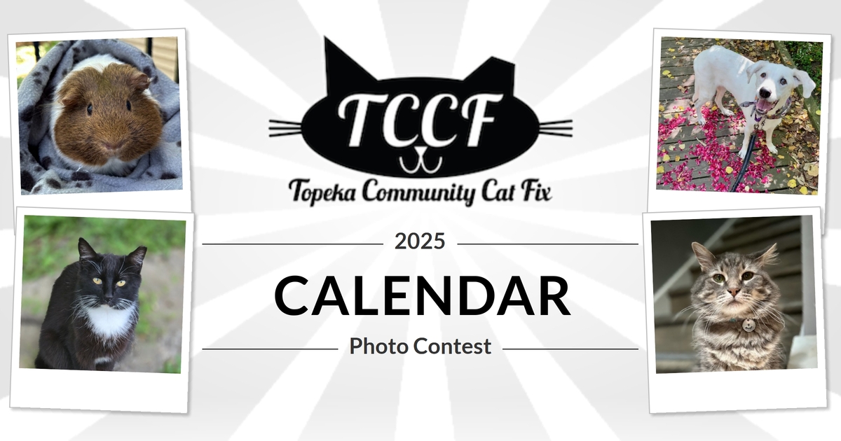 Topeka Community Cat Fix | Topeka Community Cat Fix 2025 Photo Contest