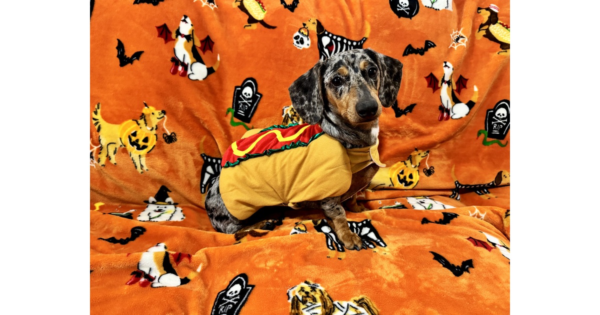 Vote for Hank | Show Us Your Pets: Howl-O-Ween Edition