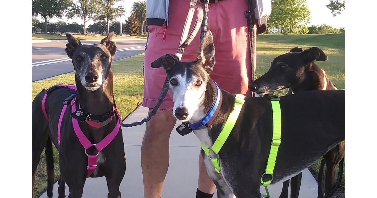 Vote for Zafrina, Princess and Nina | 2025/2026 Sighthound Puparazzi ...