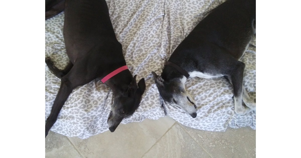 Vote for Zafrina and Princess | 2025/2026 Sighthound Puparazzi Calendar ...