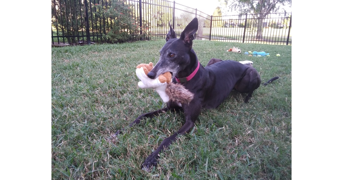 Vote for Zafrina | 2025/2026 Sighthound Puparazzi Calendar Contest ...