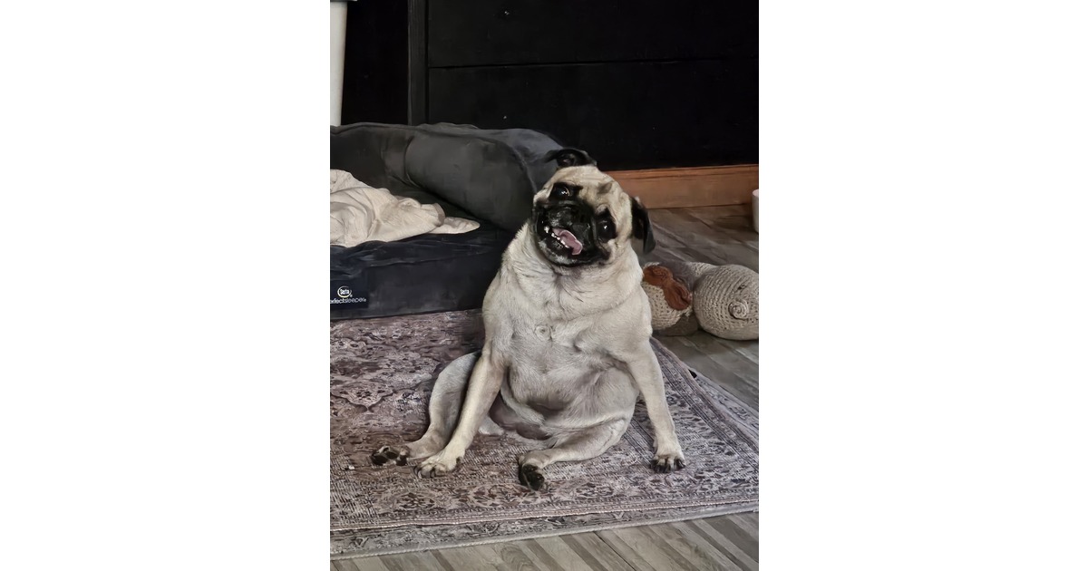 Vote for Rosie! | Pug Nation 2026 Calendar Contest