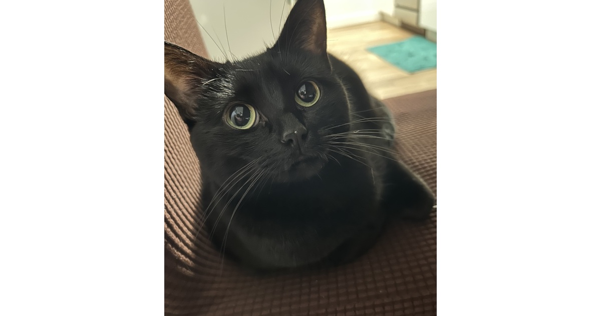 Vote for Oso | I'm Grateful for my Pet Photo Contest and Fundraiser