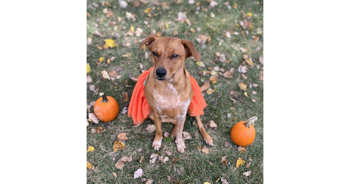 Vote for Penny the Pumpkin! | A Dog's Day Out - Van Dorn's Annual ...