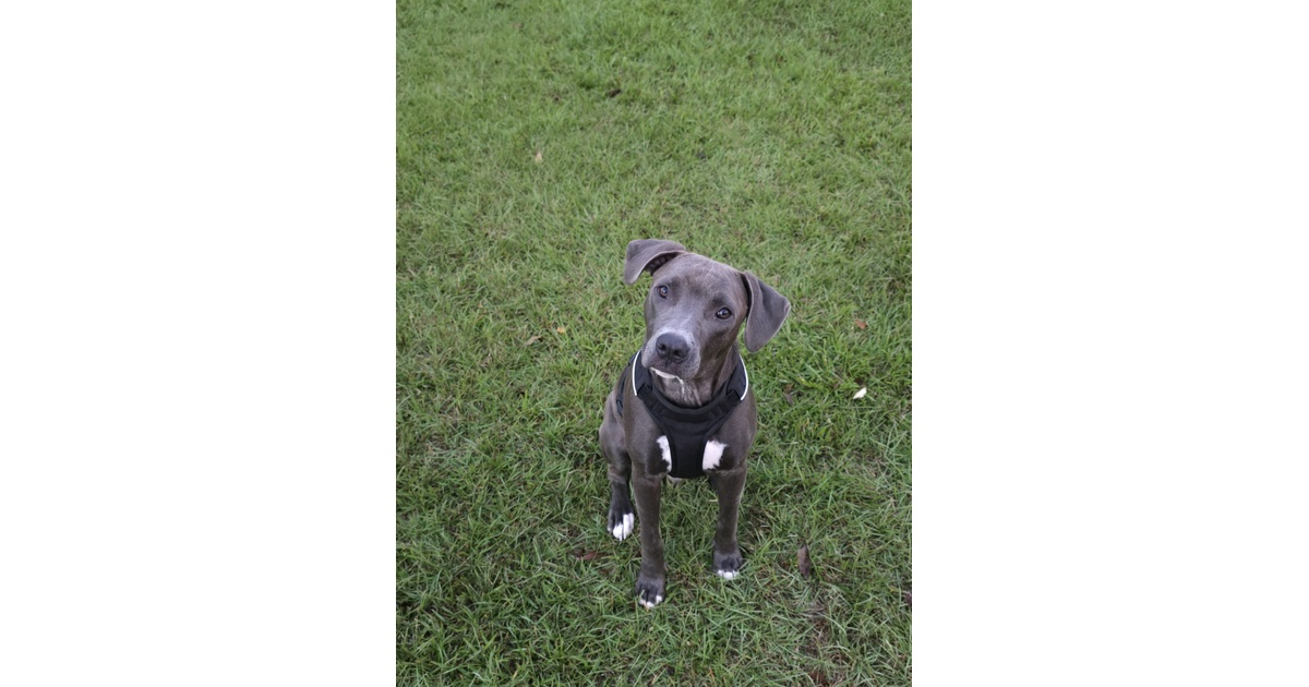 Vote for Kevin | LaMa Animal Rescue & Support Services 2026 Pet Photo ...