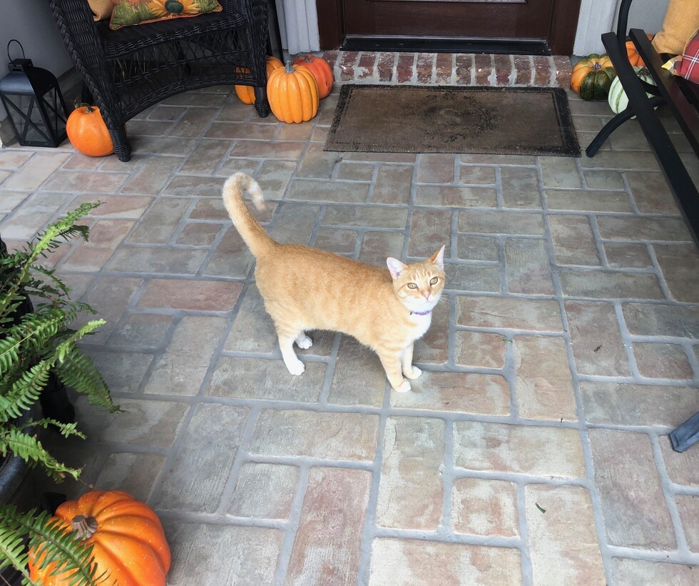 Vote for Sunny Jean | LaMa Animal Rescue & Support Services 2026 Pet ...