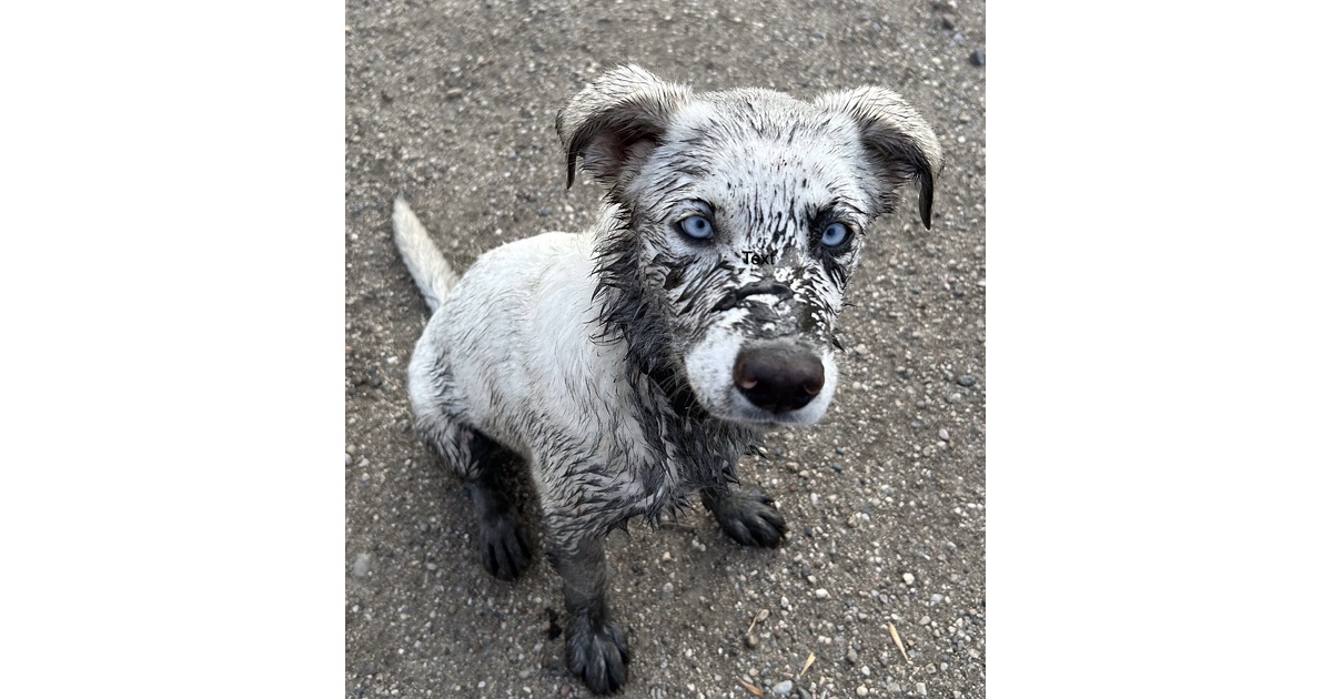 Vote for Stitch | 2026 AAHS Photo Calendar Contest