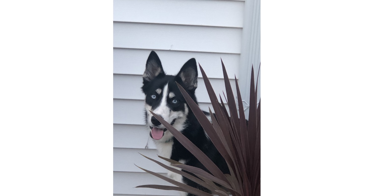 Vote for Ariel | Forever Husky 2026 Calendar Photo Contest