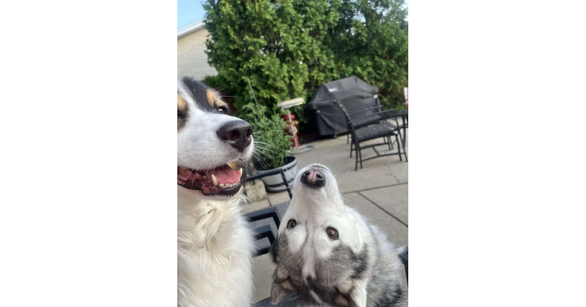 Vote for Charlotte and B💙 “Knows” | Forever Husky 2026 Calendar Photo ...