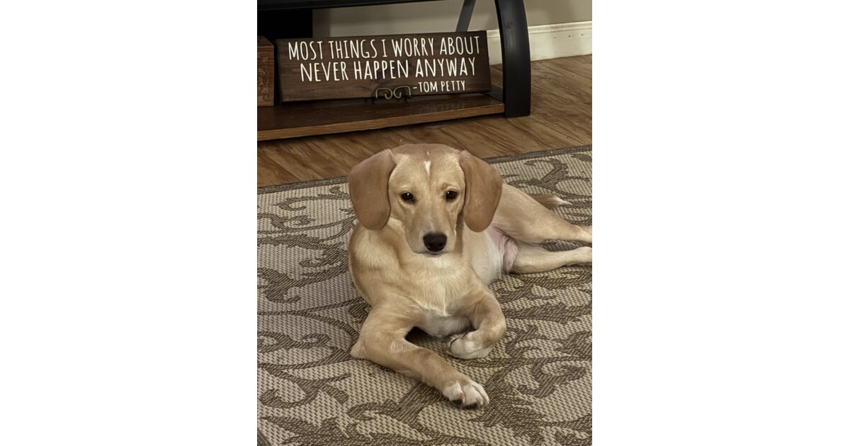 Vote for Cooper! | PawsFirst Pet Photo Contest