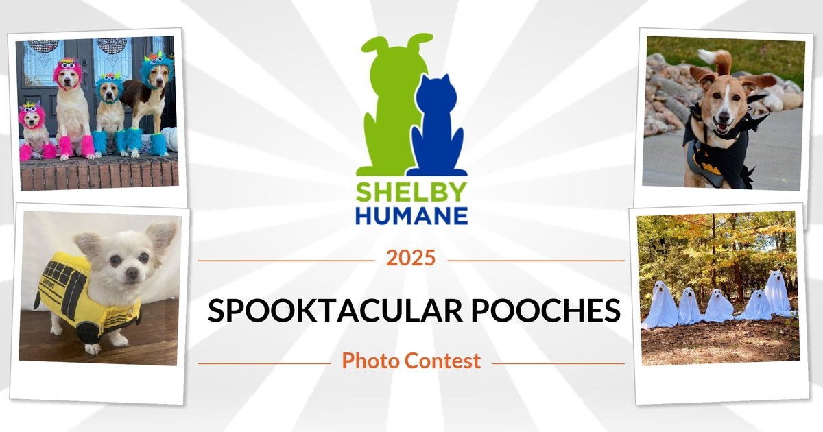 Homepage | Shelby Humane | Shelby Humane’s 2025 Spooktacular Pooches ...