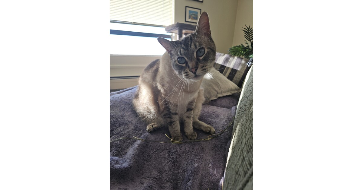 Vote for Walter Mitty Kitty | 2025 United Way Pet Pageant!