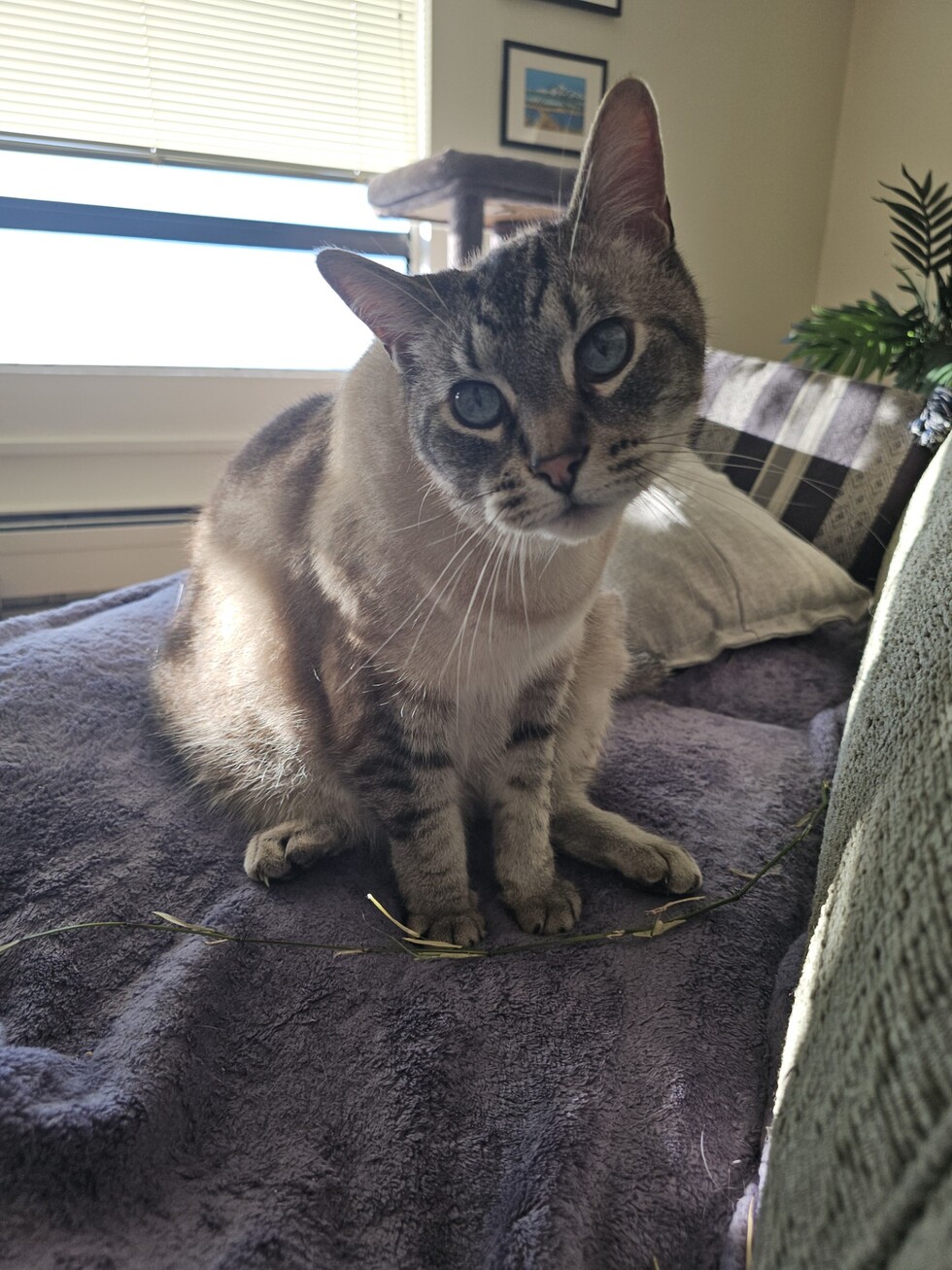 Vote for Walter Mitty Kitty | 2025 United Way Pet Pageant!