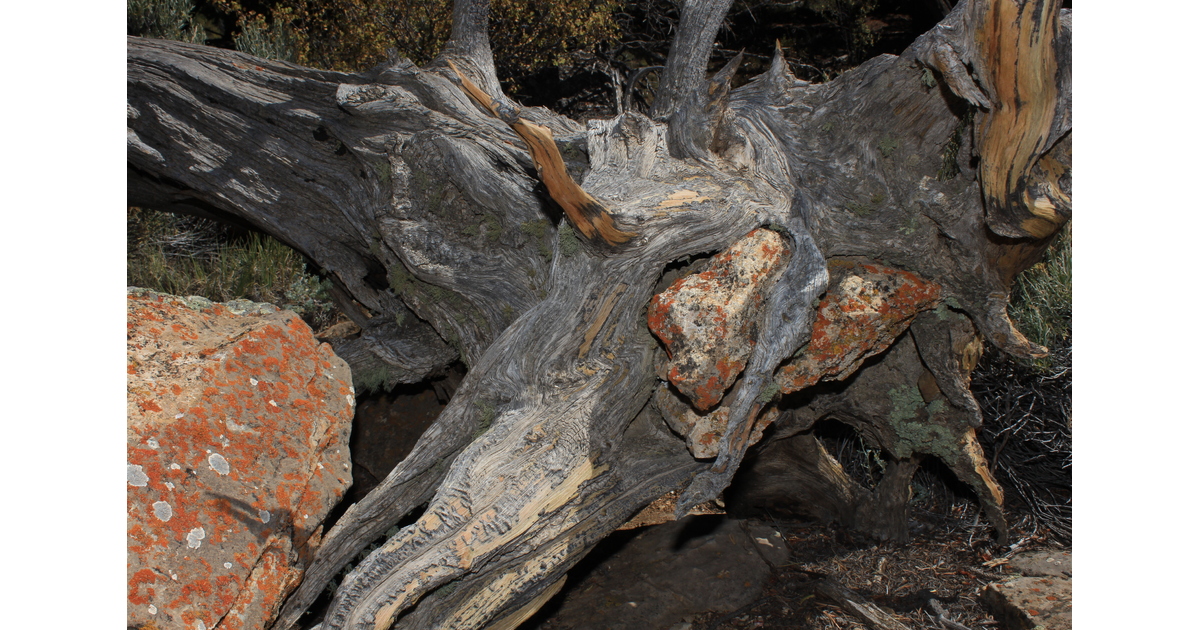 Vote for Bristlecone root captured a rock 500 years ago | GARNA Annual ...