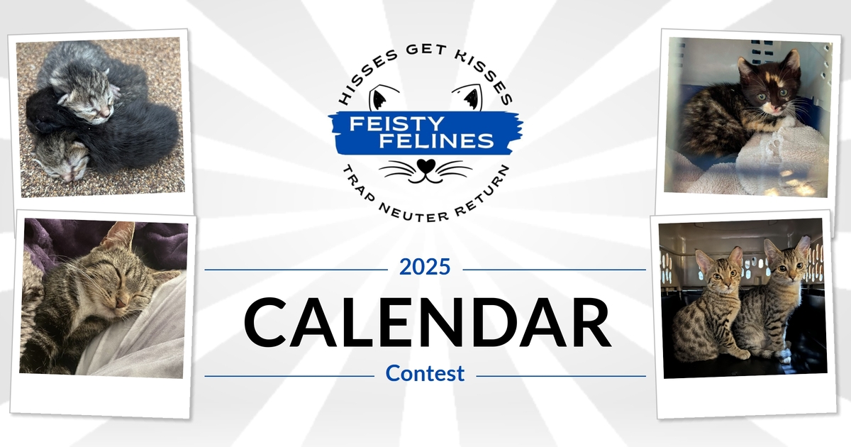 Feisty Felines Cat Rescue | Feisty Felines Calendar Contest 2025