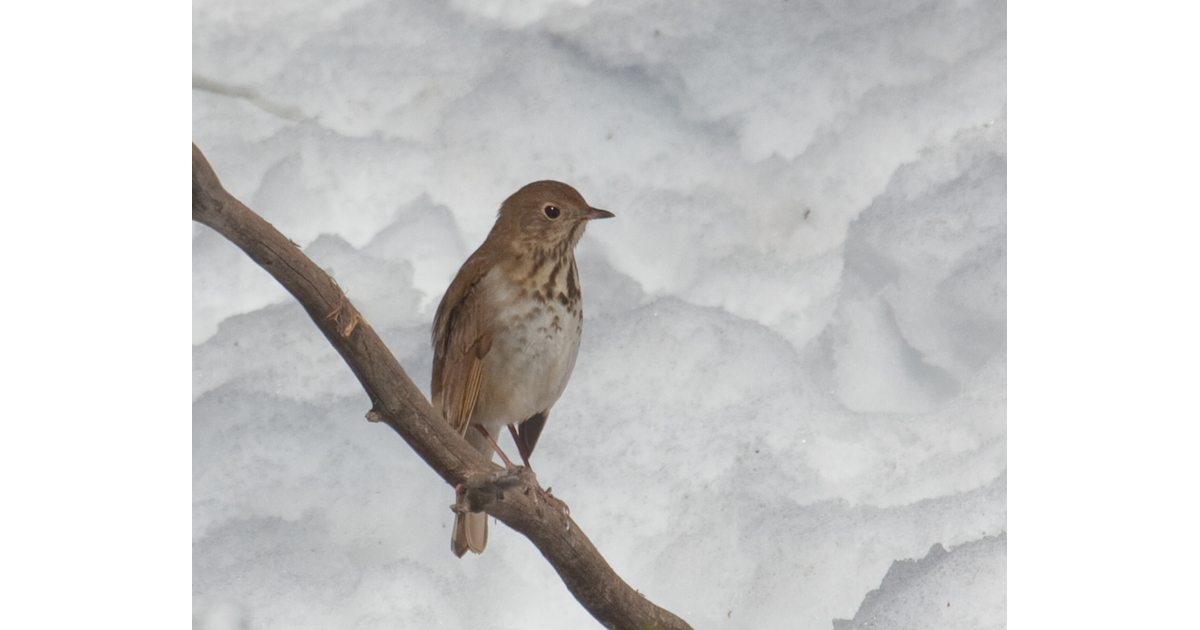 Vote for Hermit Thrush in Winter | Northern Virginia Bird Alliance 2026 ...