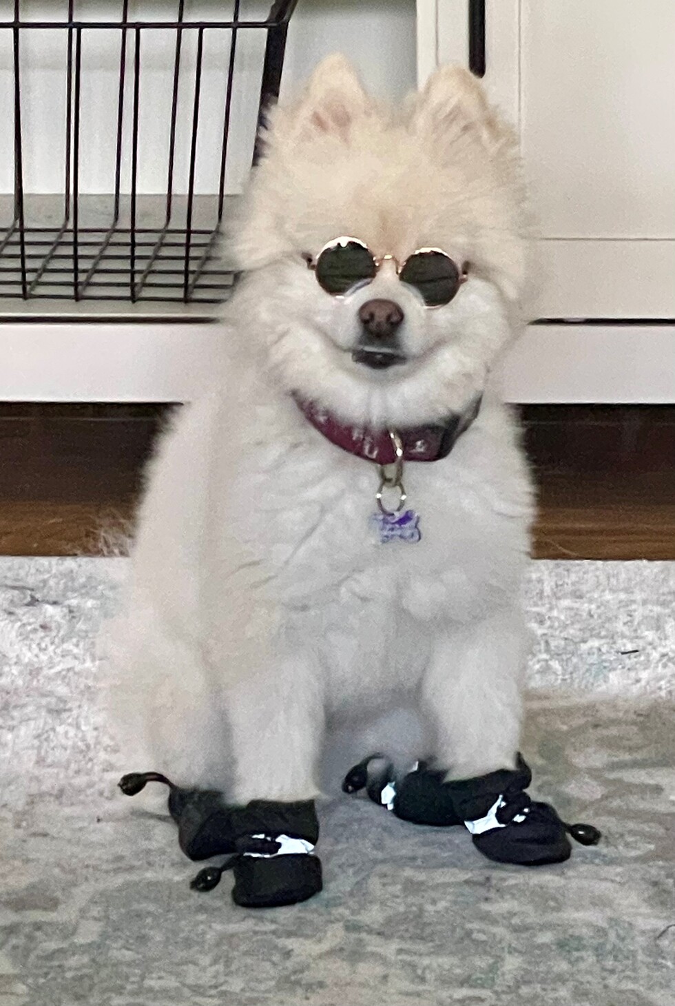 Vote for Bradley Cooper "the Pom" | Dogs of Delbarton