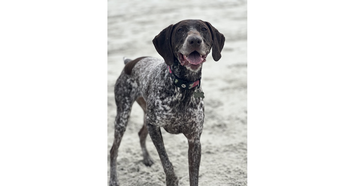 Vote for Scout | SE GSP CALENDAR CONTEST