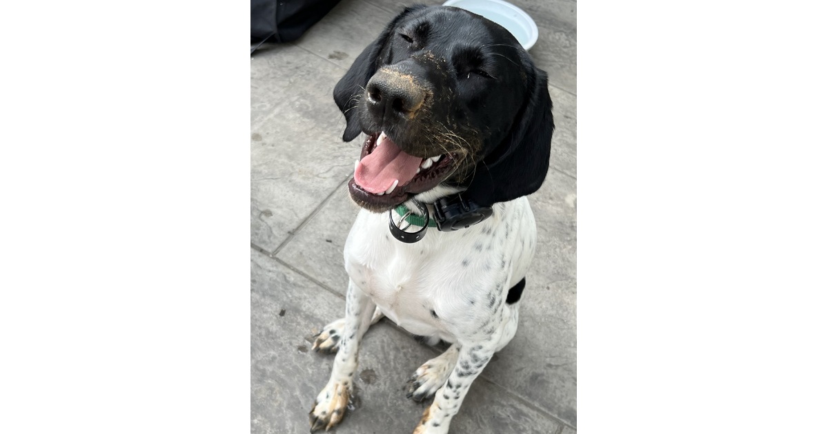 Vote for Archibald | SE GSP CALENDAR CONTEST