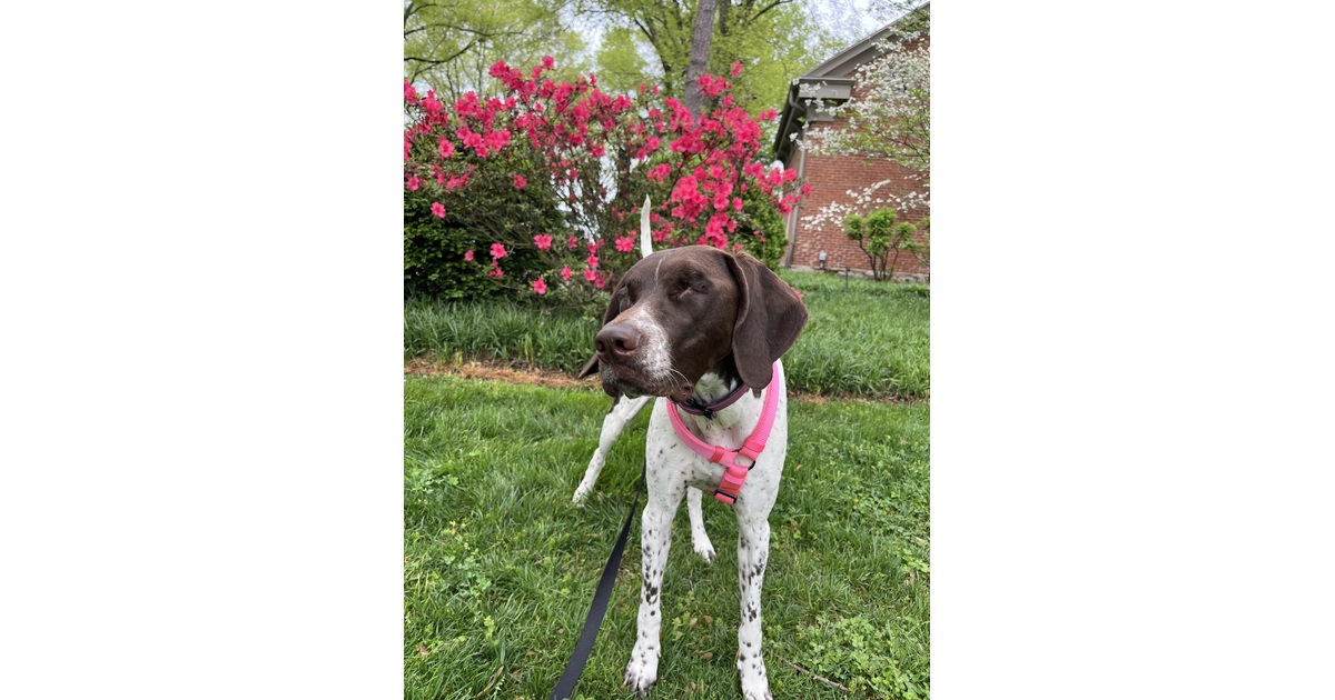 Vote for Maggie | SE GSP CALENDAR CONTEST