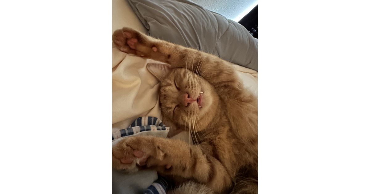 Vote for Cheeto | Okmulgee County Pet Calendar Photo Contest